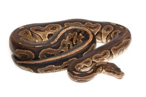 Achat Python Royal - Python Regius - La Ferme Tropicale