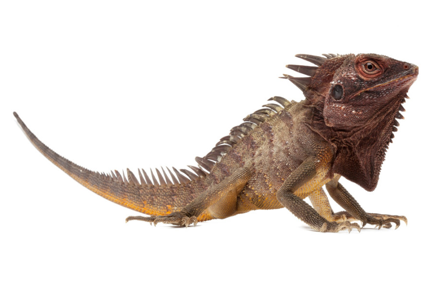 Achat Agame - Agames - La Ferme Tropicale