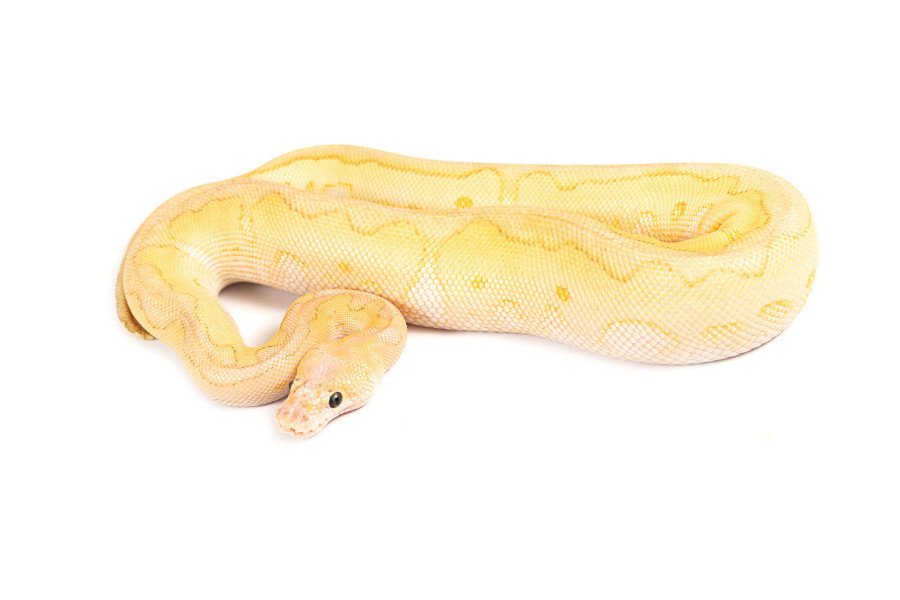 Achat reptile - Achat amphibiens - Achat arthropode - Animaux - La ...