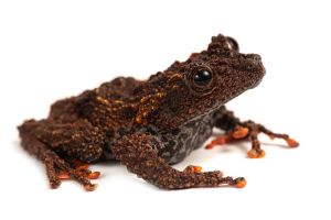 Achat Amphibien - Amphibiens - La Ferme Tropicale (2)