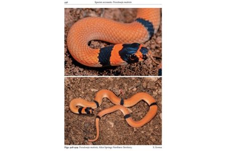 Australasian Elapids - Husbandry, Captive Care and Ecology