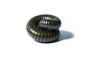 Achat Iule - Iules - La Ferme Tropicale