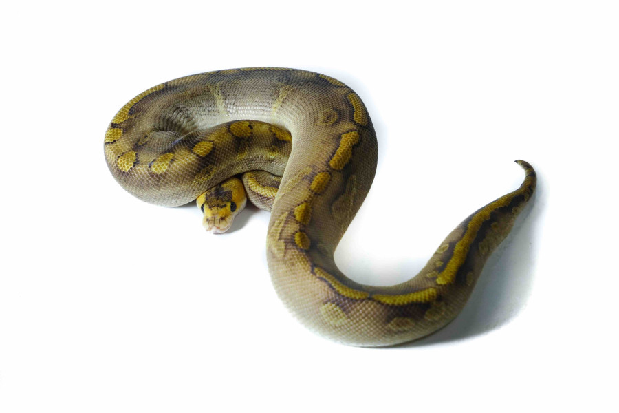 Achat Python Royal - Python Regius - La Ferme Tropicale