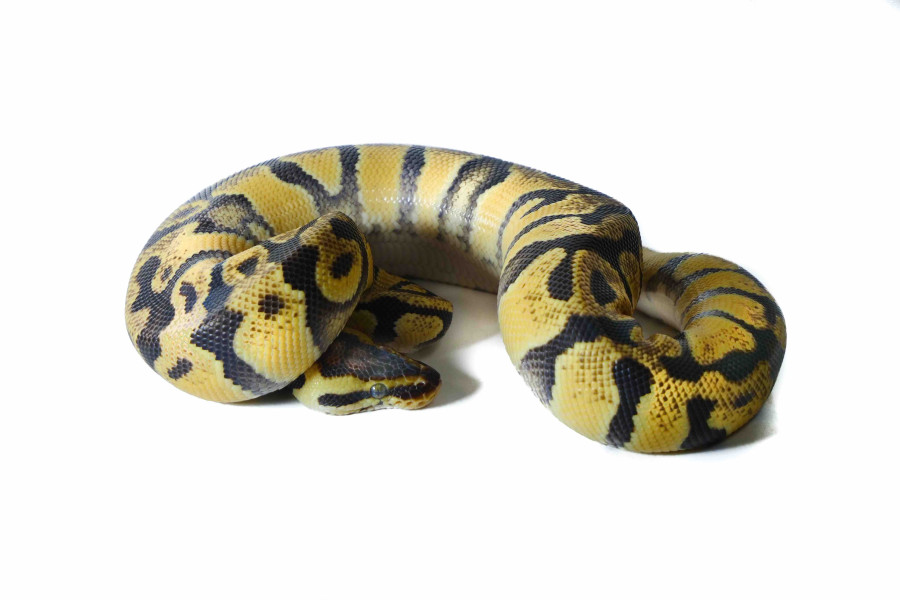 Achat Python Royal - Python Regius - La Ferme Tropicale