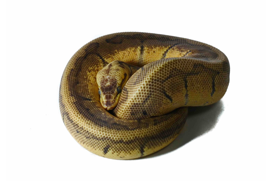 Achat Python Royal - Python Regius - La Ferme Tropicale (2)