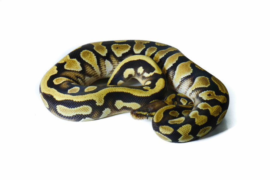 Achat Python Royal - Python Regius - La Ferme Tropicale (2)