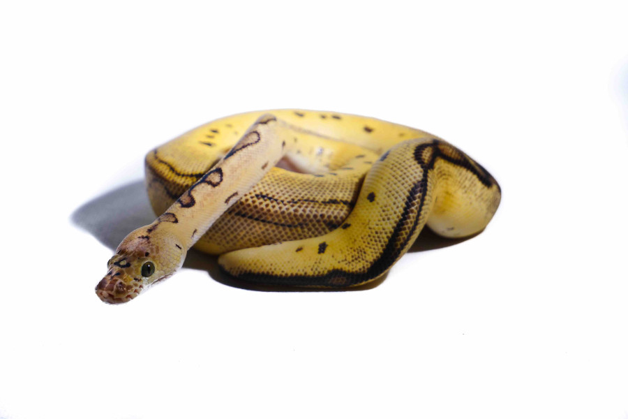 Achat Python Royal - Python Regius - La Ferme Tropicale (2)