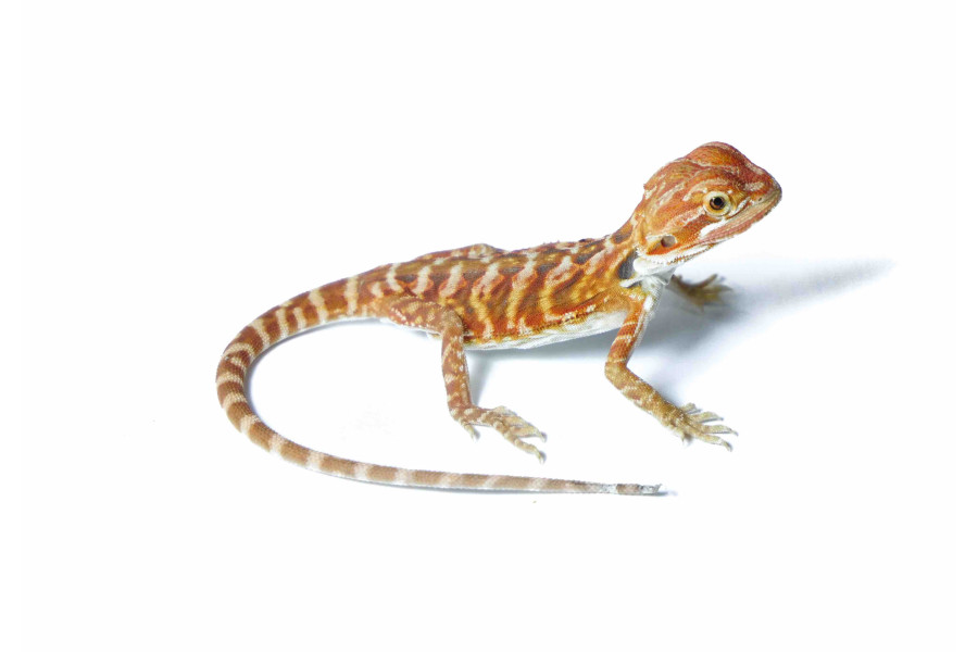 Achat reptile - Achat amphibiens - Achat arthropode - Animaux - La ...