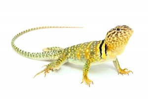 Achat reptile - Achat amphibiens - Achat arthropode - Animaux - La ...