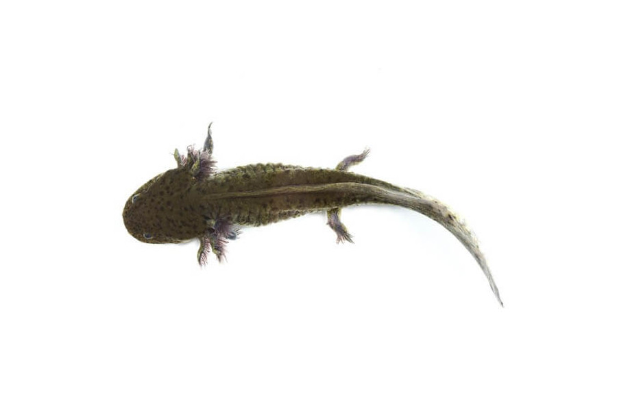 Achat reptile - Achat amphibiens - Achat arthropode - Animaux - La ...