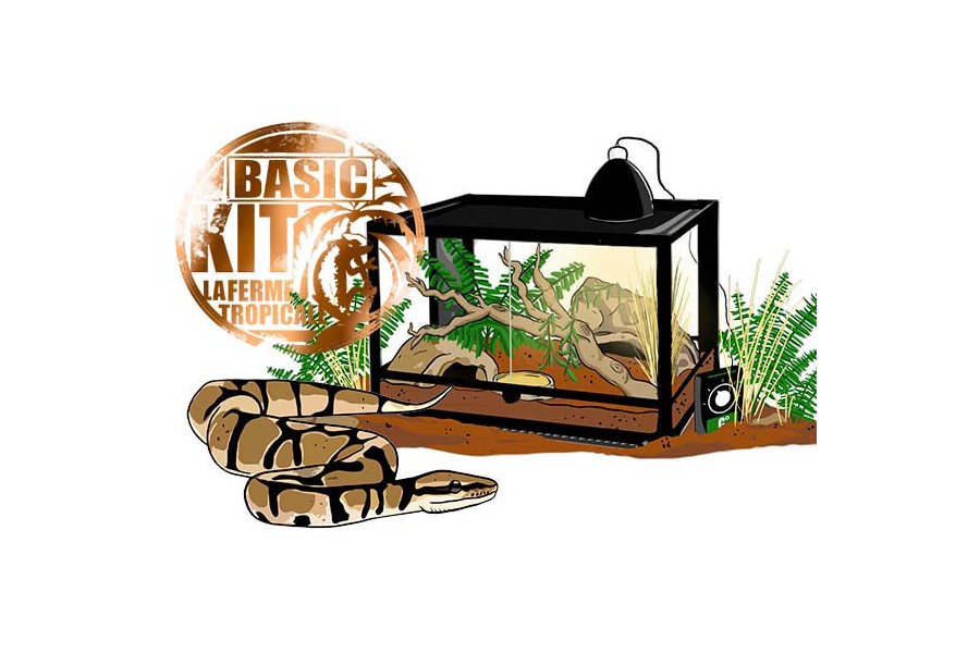 Kit Python royal juvénile - BASIC