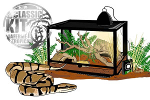 Kit Python royal juvénile - CLASSIC