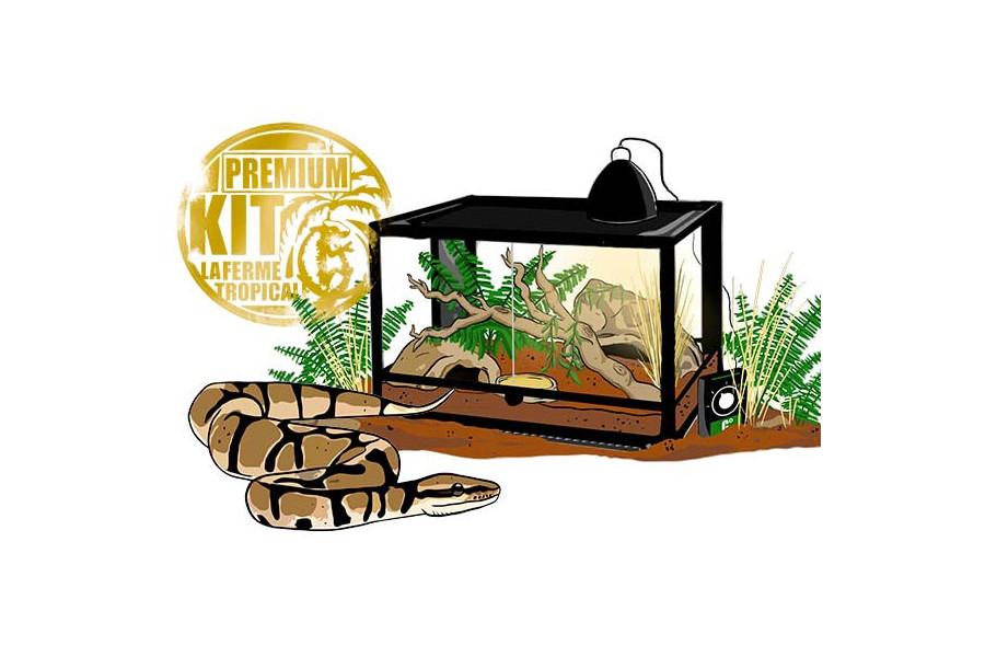 Kit Python royal juvénile - PREMIUM