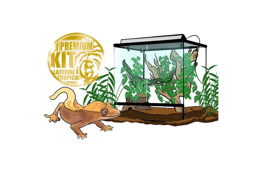 Kit Gecko à crête - PREMIUM