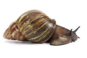 Achat Gastéropode - Gastéropodes - La Ferme Tropicale