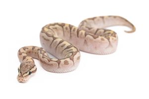 Achat Python Royal - Python Regius - La Ferme Tropicale