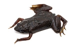 Achat Amphibien - Amphibiens - La Ferme Tropicale (2)