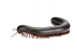 Achat Iule - Iules - La Ferme Tropicale