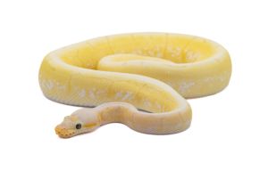 Achat Python Royal - Python Regius - La Ferme Tropicale