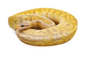 Achat Python Royal - Python Regius - La Ferme Tropicale