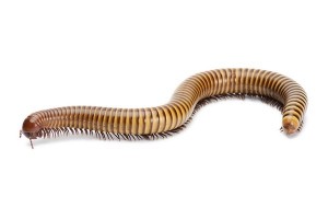 Achat Iule - Iules - La Ferme Tropicale