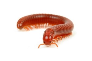 Achat Iule - Iules - La Ferme Tropicale