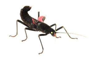 Achat Phasme - Phasmes - La Ferme Tropicale