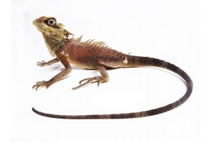 Achat reptile - Achat amphibiens - Achat arthropode - Animaux - La ...