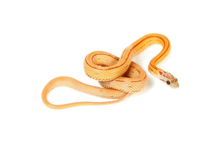 Achat reptile - Achat amphibiens - Achat arthropode - Animaux - La ...