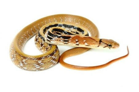 Coelognathus (Elaphe) radiata