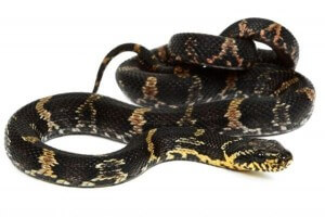 Achat reptile - Achat amphibiens - Achat arthropode - Animaux - La ...