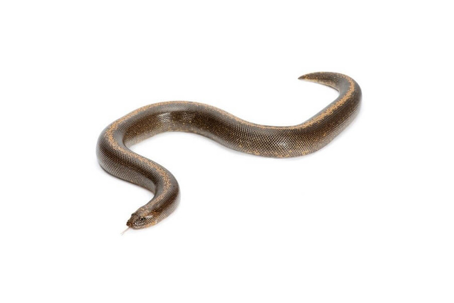 Achat reptile - Achat amphibiens - Achat arthropode - Animaux - La ...