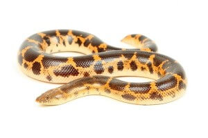 Achat reptile - Achat amphibiens - Achat arthropode - Animaux - La ...