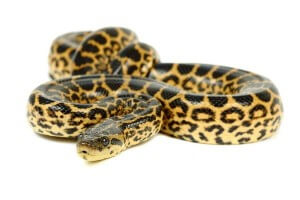 Achat Boidé - Boidés - La Ferme Tropicale