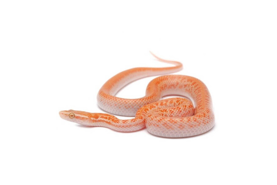 Achat reptile - Achat amphibiens - Achat arthropode - Animaux - La ...