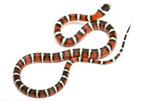 Achat reptile - Achat amphibiens - Achat arthropode - Animaux - La ...