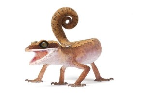 Achat reptile - Achat amphibiens - Achat arthropode - Animaux - La ...