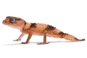 Achat Gecko - Geckos - La Ferme Tropicale