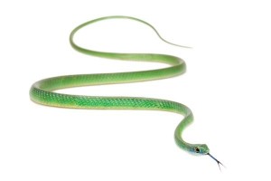 Achat Serpent - Serpents - La Ferme Tropicale (8)