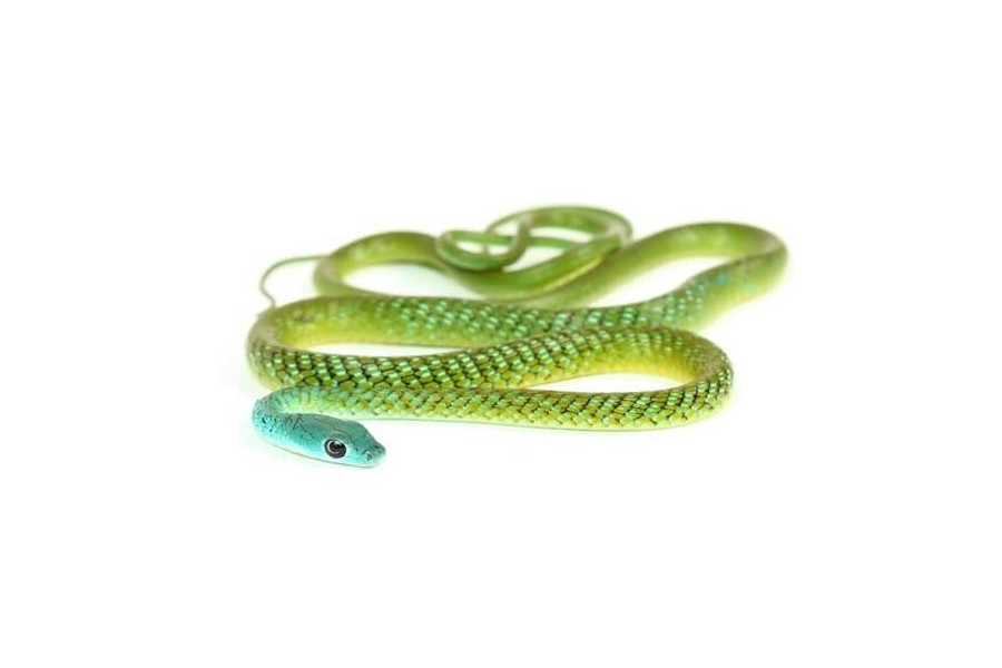 Achat Serpent - Serpents - La Ferme Tropicale (9)