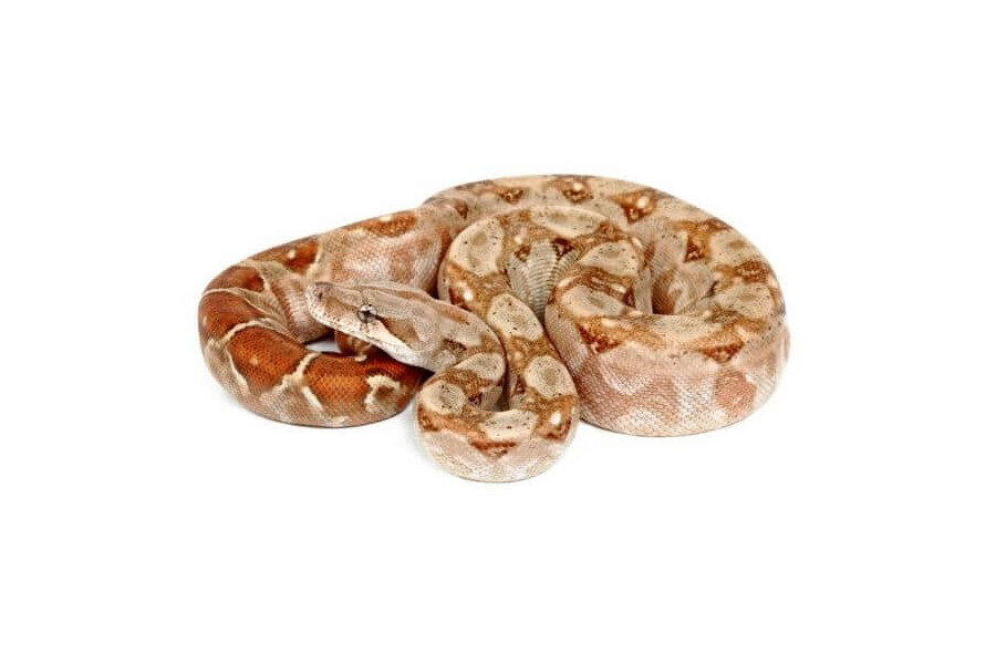 Achat Boa Constrictor - Boa Constrictor - La Ferme Tropicale