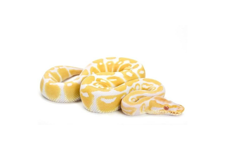 Achat Python Royal - Python Regius - La Ferme Tropicale