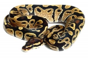 Achat Python Royal - Python Regius - La Ferme Tropicale