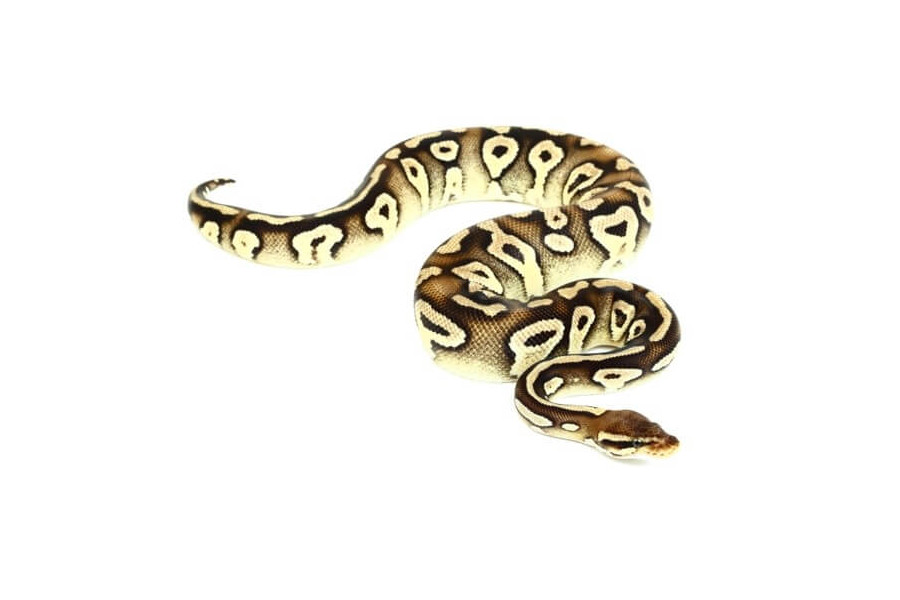 Achat Python Royal - Python Regius - La Ferme Tropicale