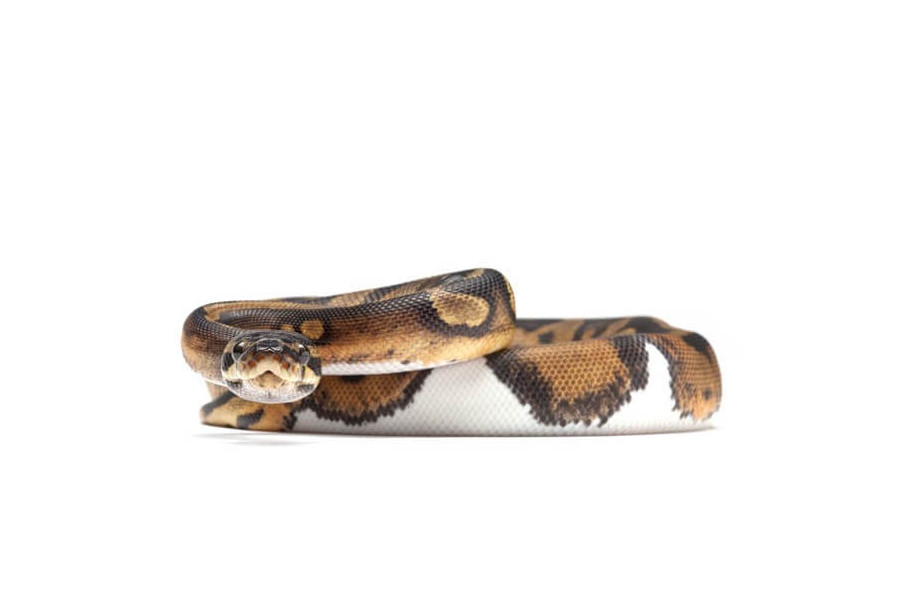 Achat Python Royal - Python Regius - La Ferme Tropicale (2)