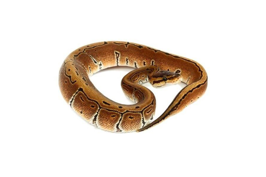 Achat Python Royal - Python Regius - La Ferme Tropicale