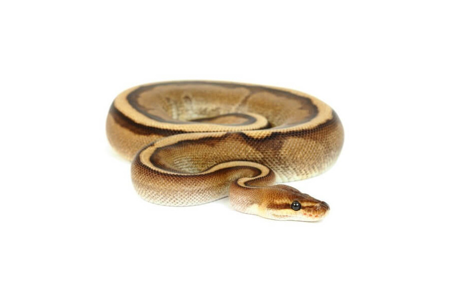 Achat Python Royal - Python Regius - La Ferme Tropicale