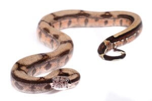 Achat reptile - Achat amphibiens - Achat arthropode - Animaux - La ...