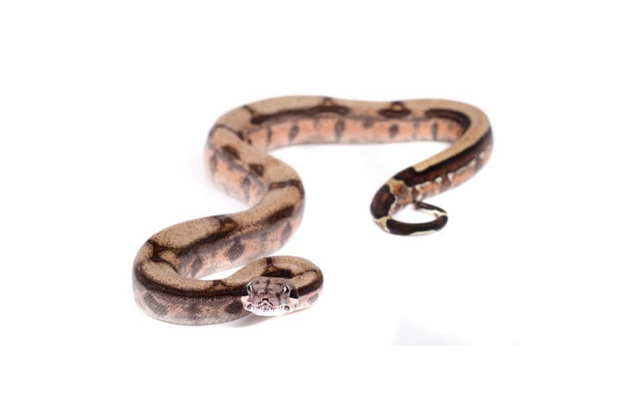 Achat reptile - Achat amphibiens - Achat arthropode - Animaux - La ...