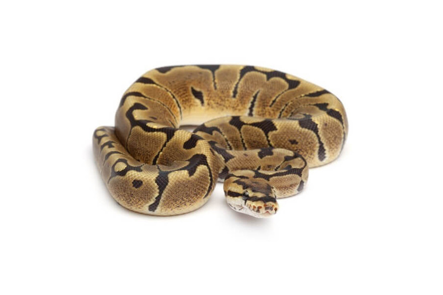 Achat reptile - Achat amphibiens - Achat arthropode - Animaux - La ...